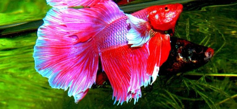 Pez japonés: características, cuidados, tipos y reproducción